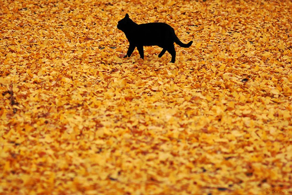 Man's Passion for Cats - Love Meow