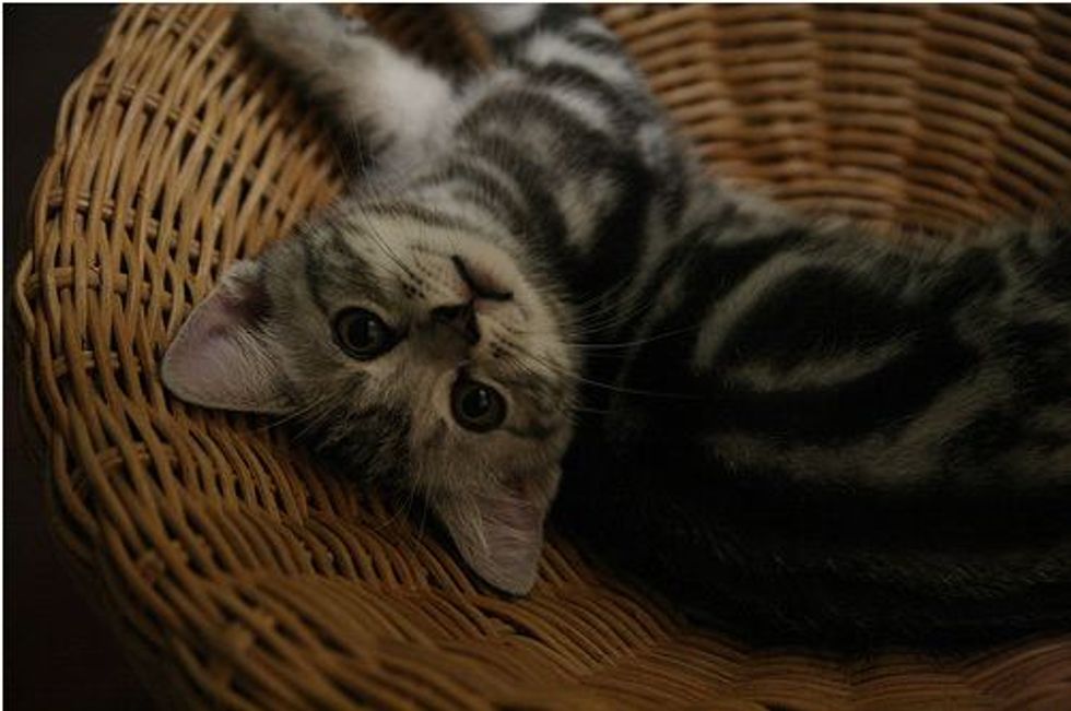 Aniki The Lovely And Silly Kitty Love Meow aniki-the-lovely-and-silly-kitty-love-meow