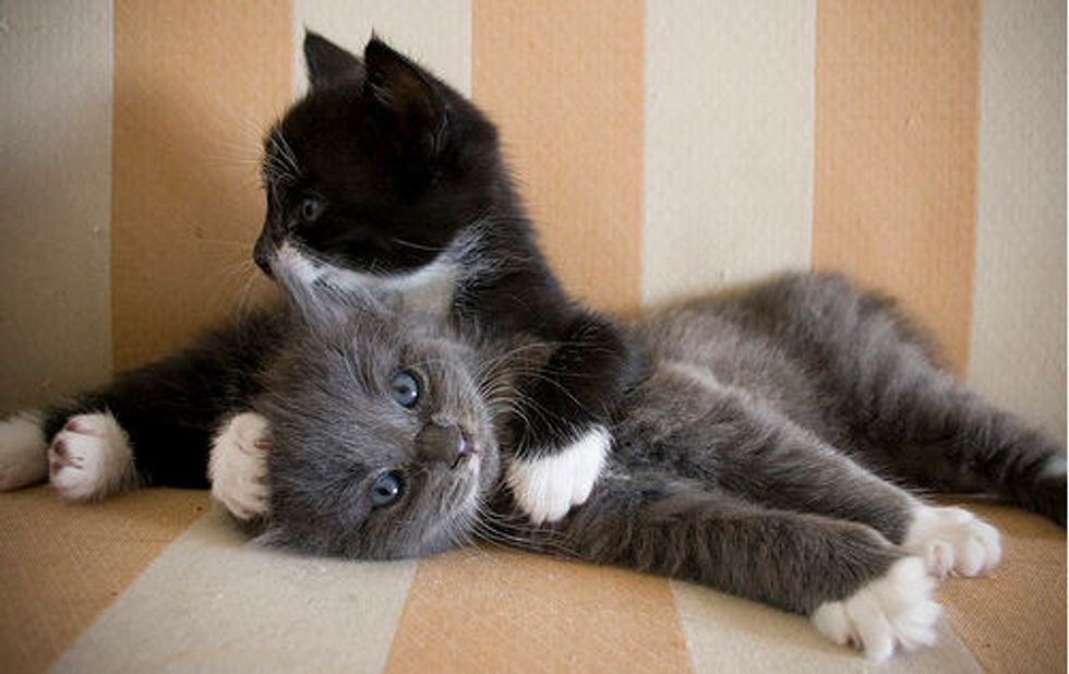 Farm Kittens - Love Meow