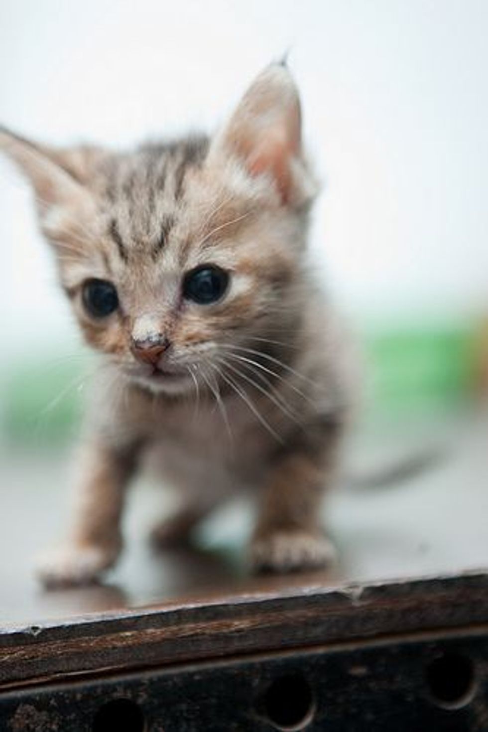 Two Itty Bitty Rescued Kitties - Love Meow
