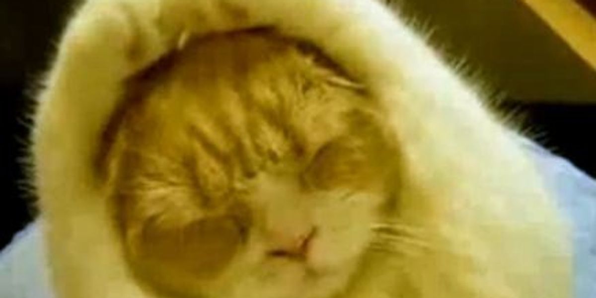 Head Massage Love Meow