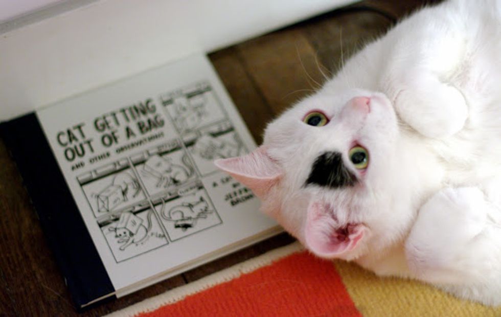 Mimo, the Cat with a Black Spot - Love Meow