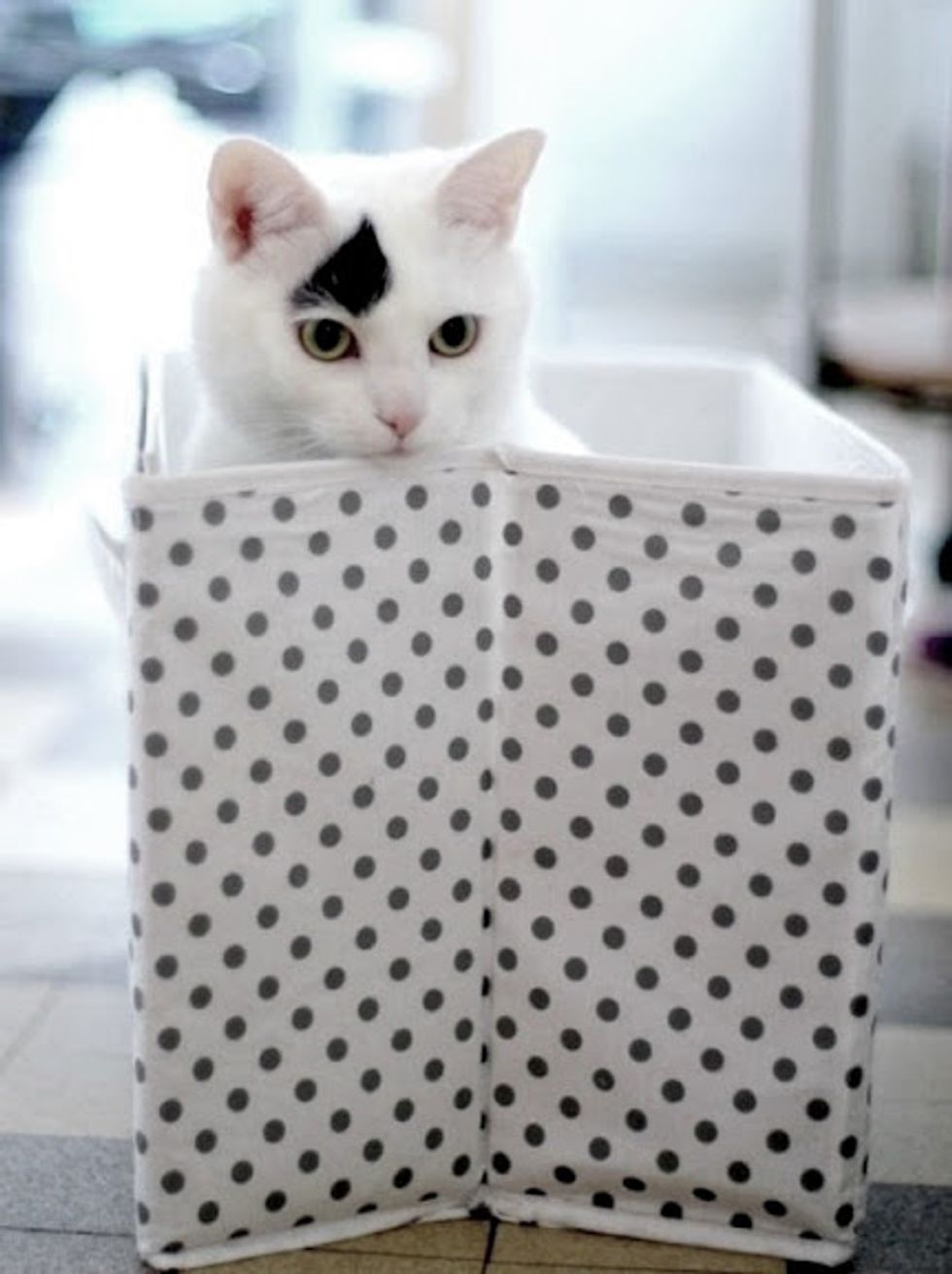 Mimo, the Cat with a Black Spot - Love Meow