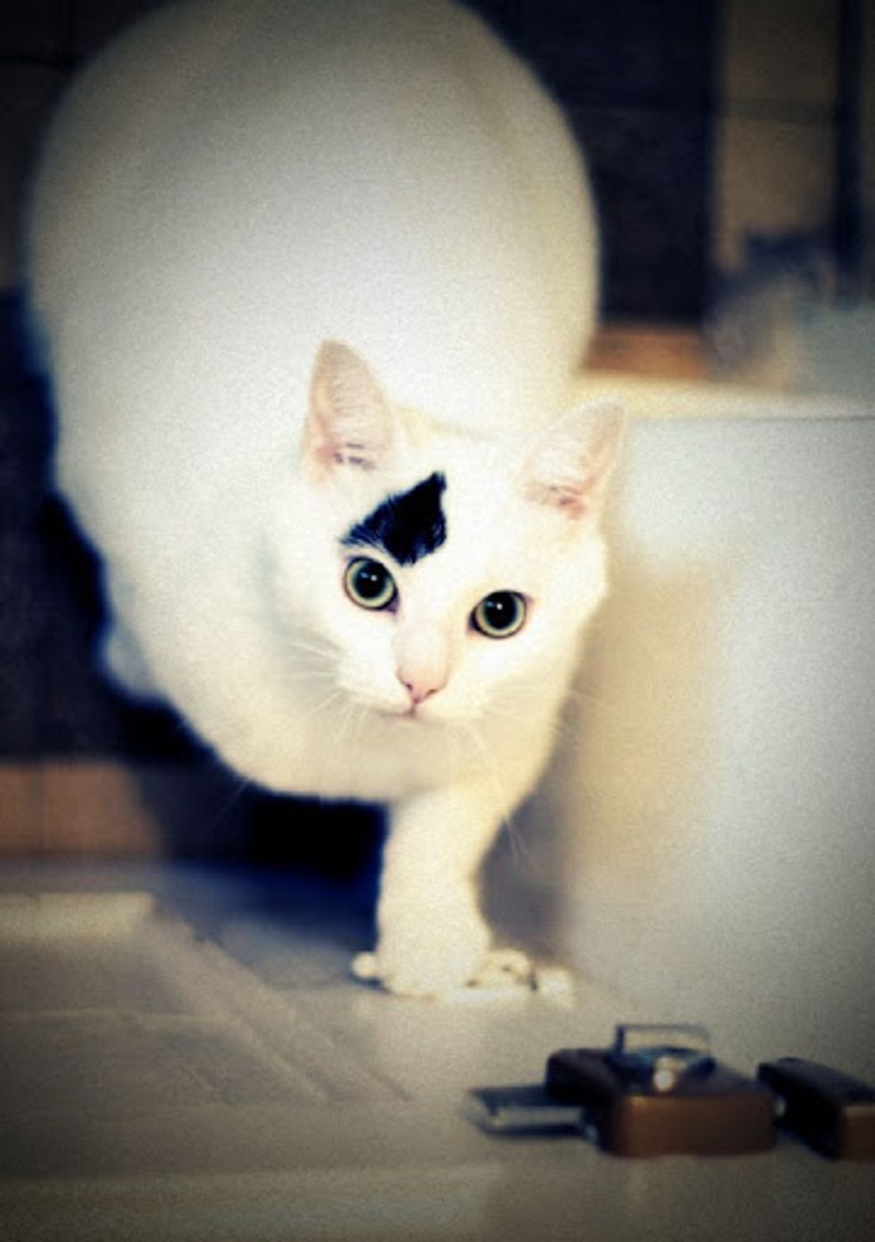 Mimo, the Cat with a Black Spot - Love Meow