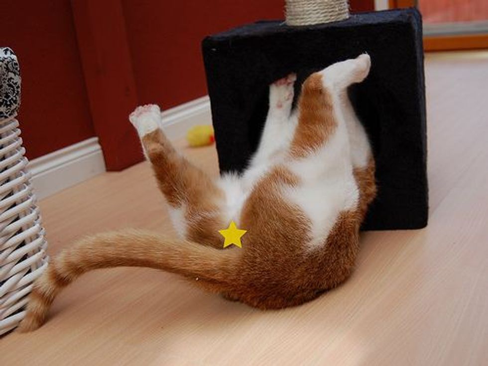 Bullis the Cat, a Mama’s Girl - Love Meow