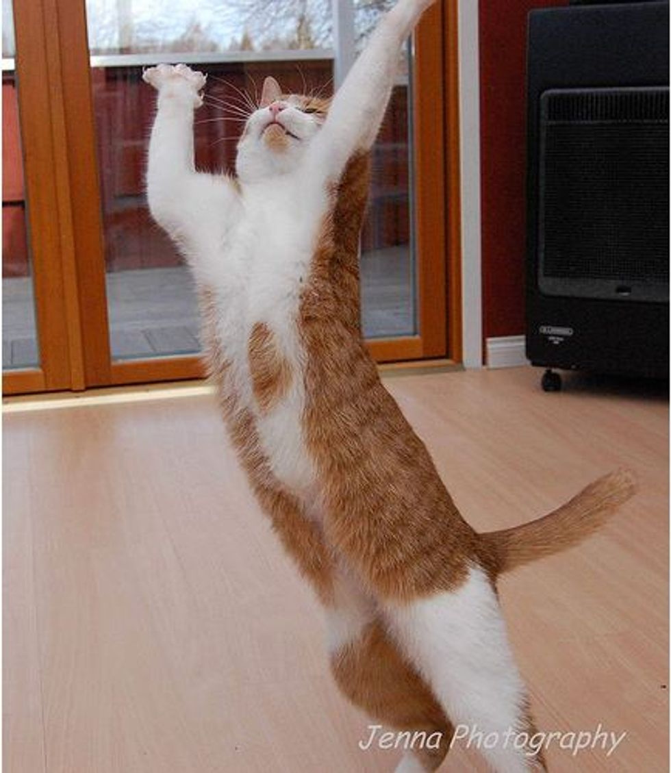 Bullis the Cat, a Mama’s Girl - Love Meow