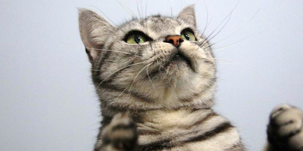 Saki the Frisky Cat - Love Meow