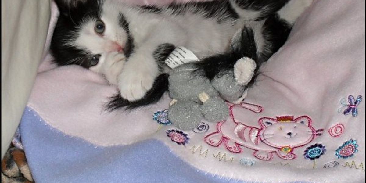 May Cat / Kitten of the Month Results - Love Meow