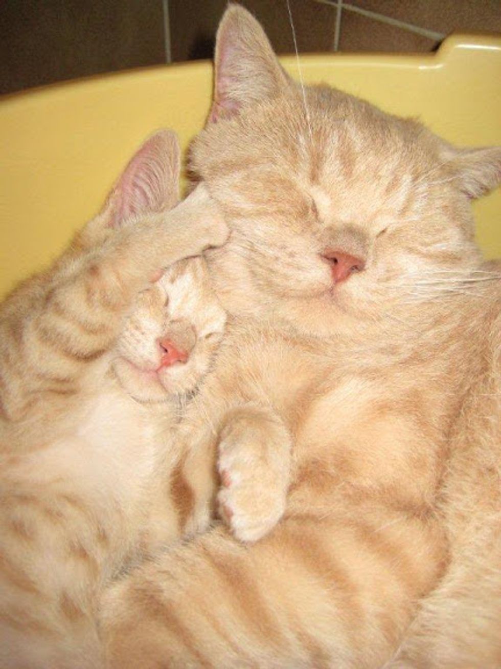 May Cat / Kitten of the Month Results - Love Meow