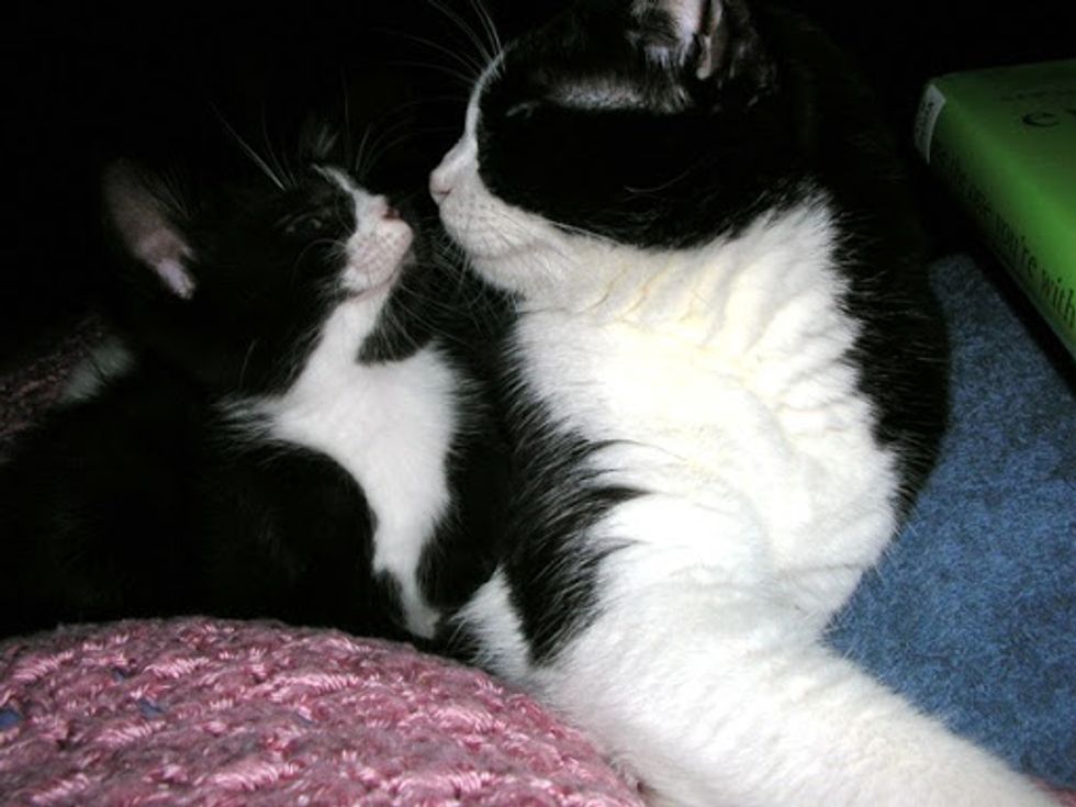 May Cat / Kitten of the Month Results - Love Meow