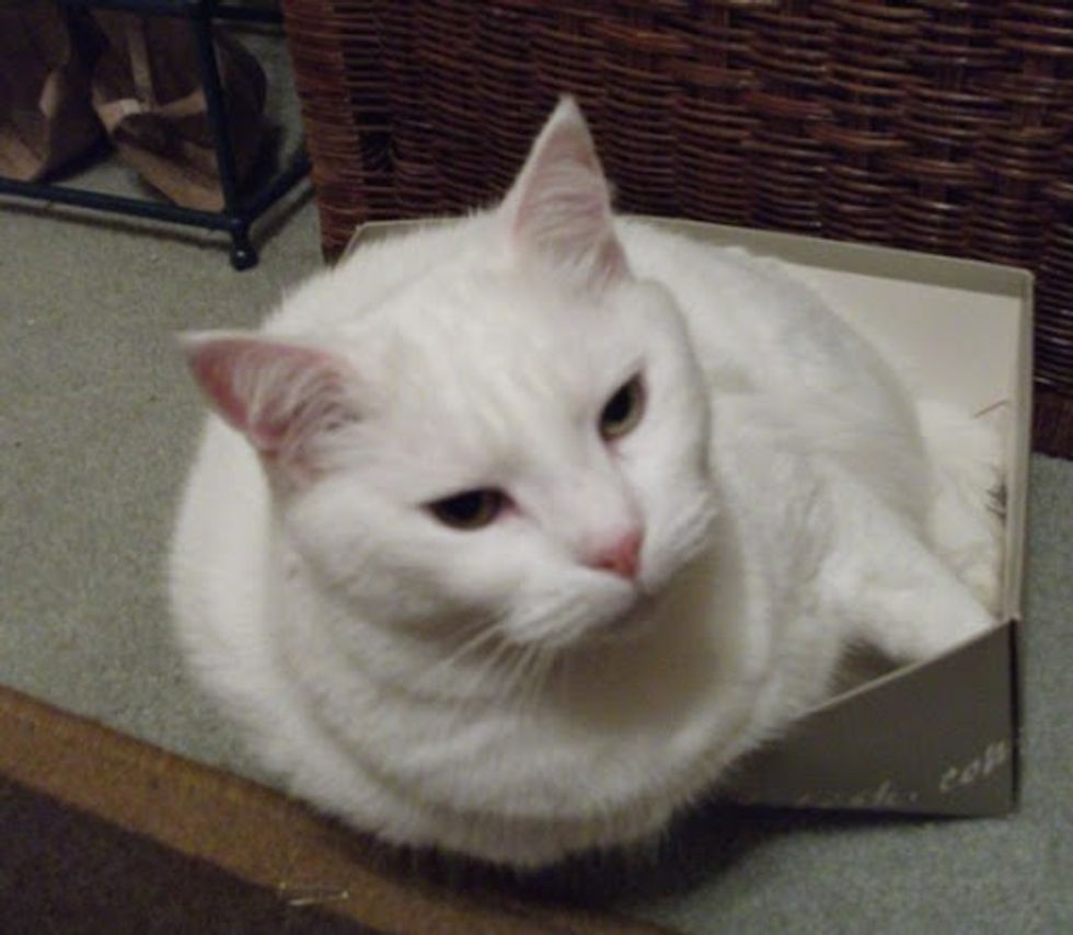 May Cat / Kitten of the Month Results - Love Meow