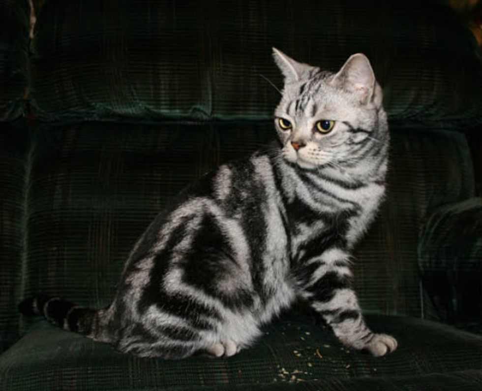 May Cat / Kitten of the Month Results - Love Meow