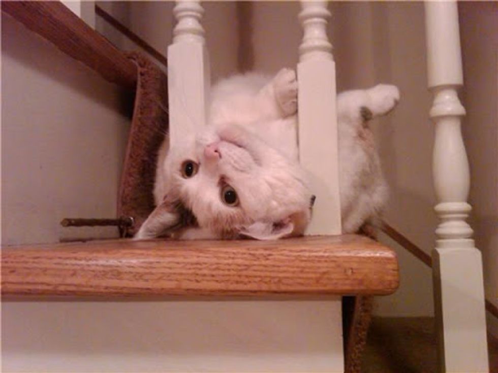 May Cat / Kitten of the Month Results - Love Meow