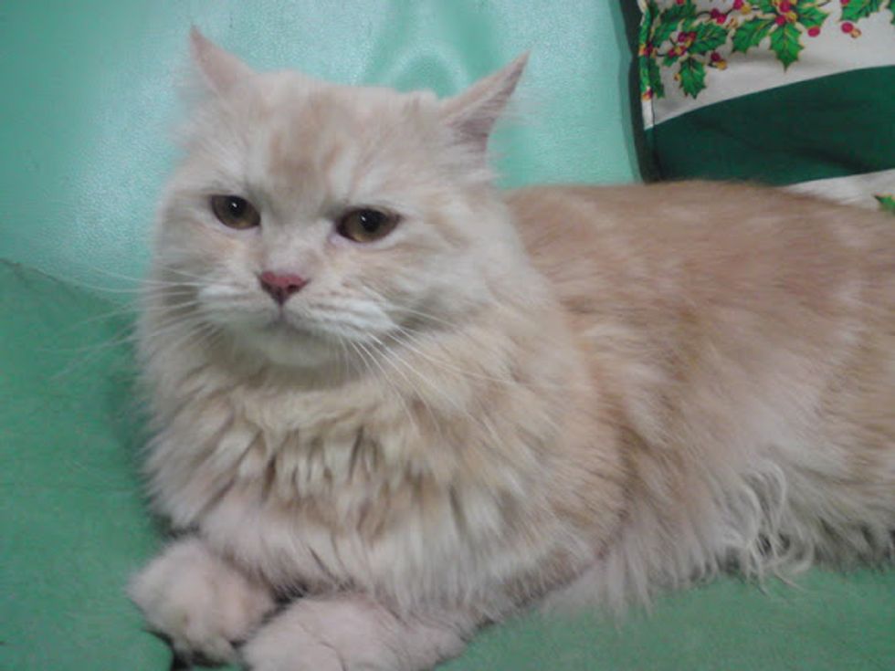 May Cat / Kitten of the Month Results - Love Meow