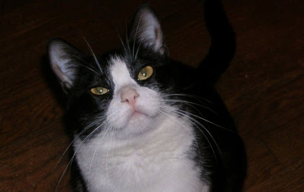 May Cat / Kitten of the Month Results - Love Meow