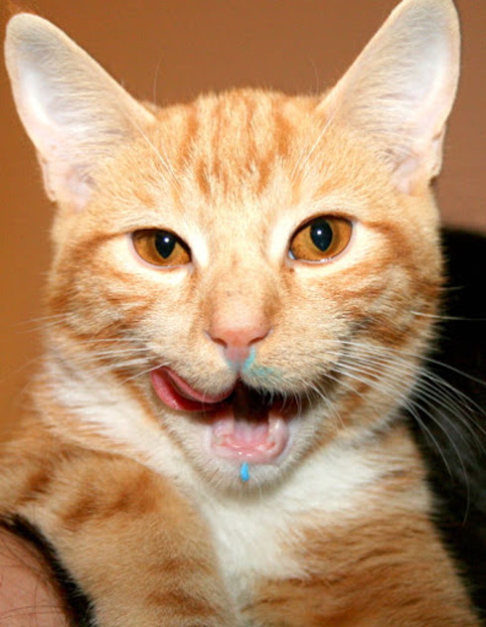 May Cat / Kitten of the Month Results - Love Meow