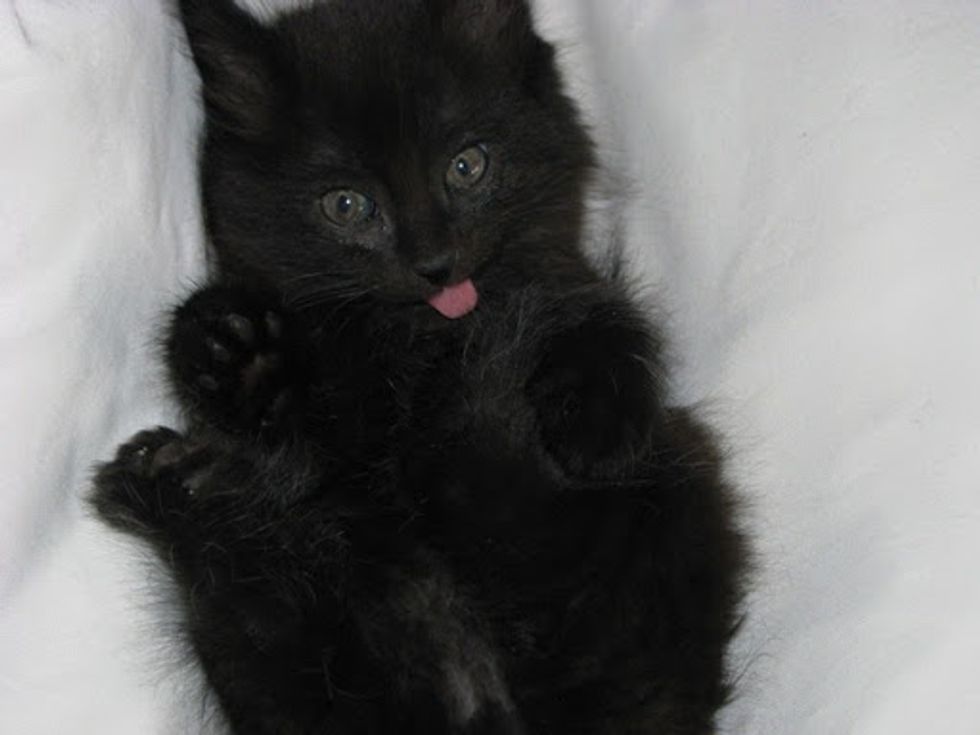 May Cat / Kitten of the Month Results - Love Meow