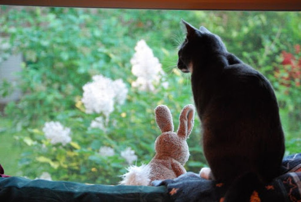 May Cat / Kitten of the Month Results - Love Meow