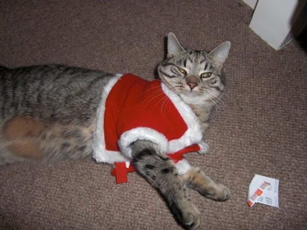 May Cat / Kitten of the Month Results - Love Meow