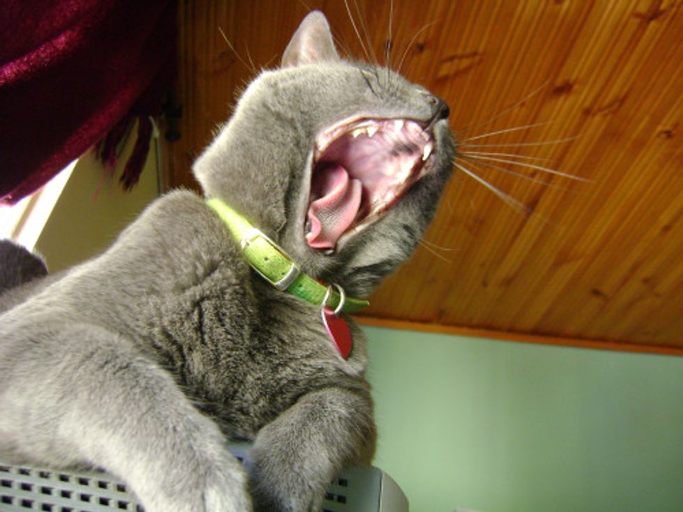 May Cat / Kitten of the Month Results - Love Meow