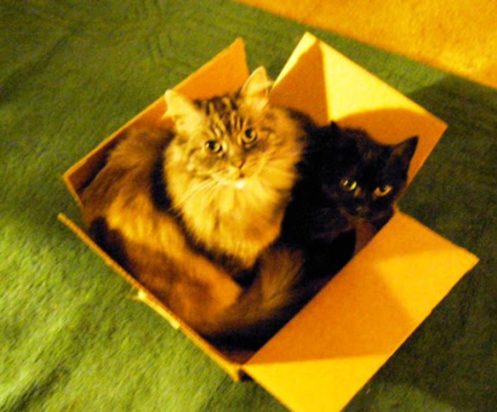 May Cat / Kitten of the Month Results - Love Meow