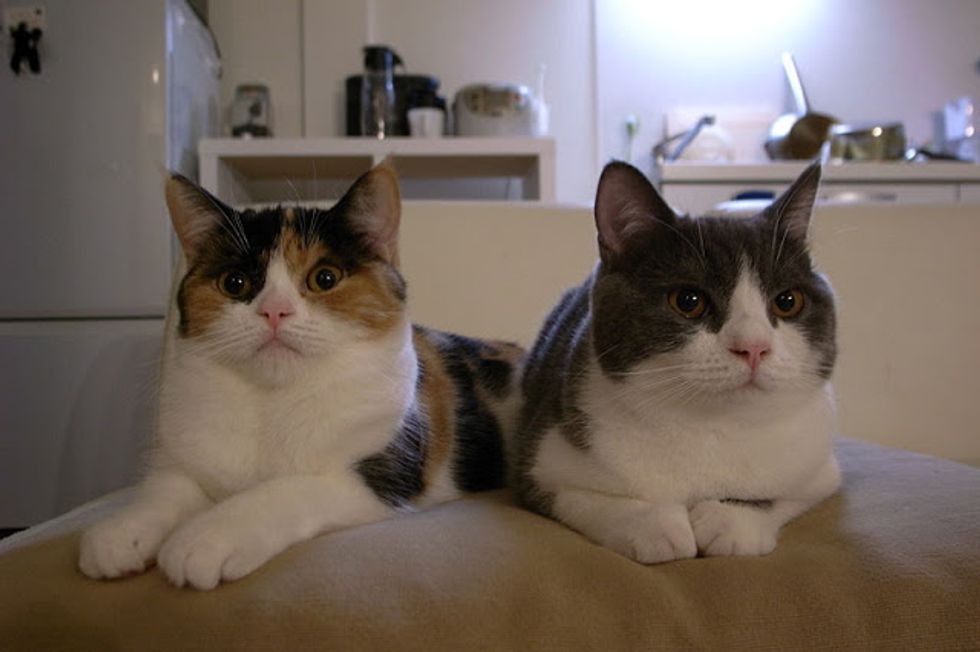Two Adorable Cat Siblings - Love Meow