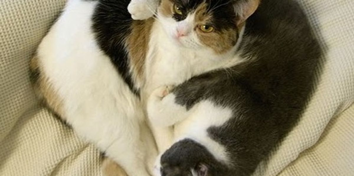 Two Adorable Cat Siblings - Love Meow