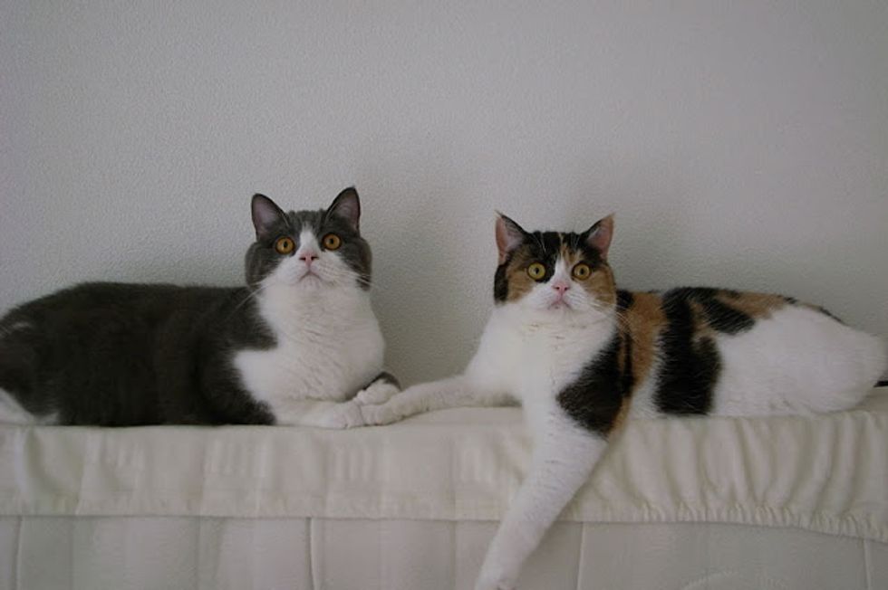 Two Adorable Cat Siblings - Love Meow