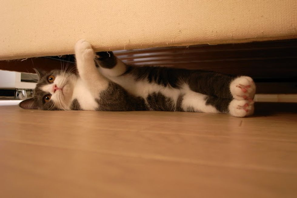 Two Adorable Cat Siblings - Love Meow