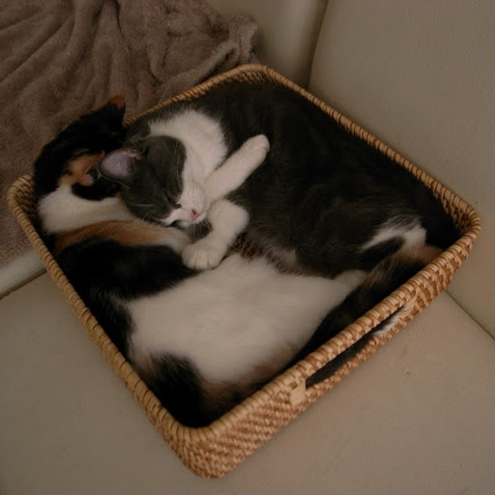 Two Adorable Cat Siblings - Love Meow