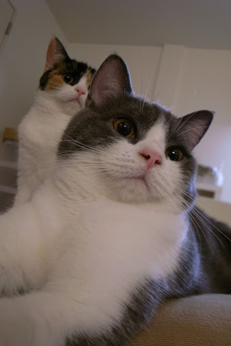 Two Adorable Cat Siblings - Love Meow