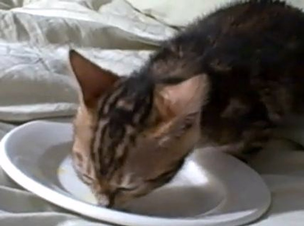 Nom Nom Good Love Meow Nom Nom Good Love Meow