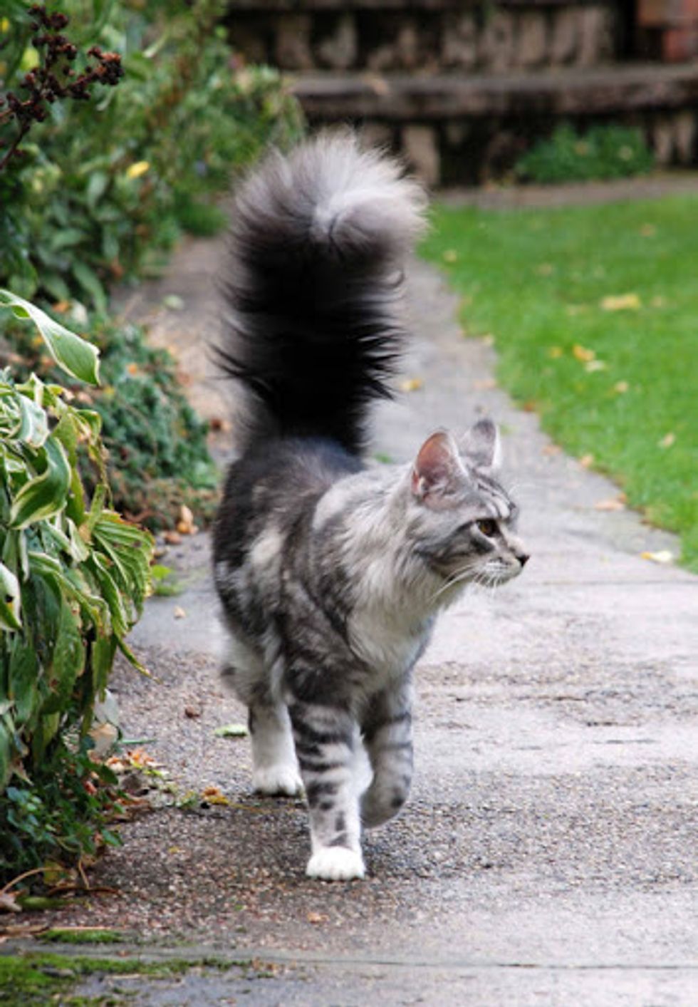 Cat with a Magnificent Tail - Love Meow