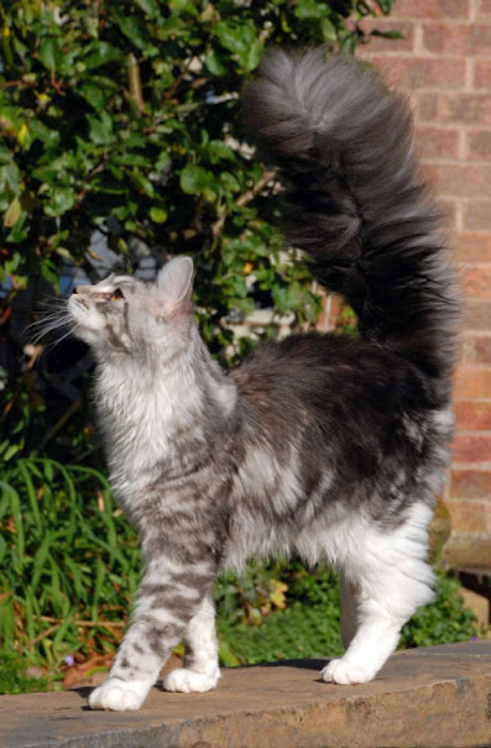 Cat with a Magnificent Tail - Love Meow