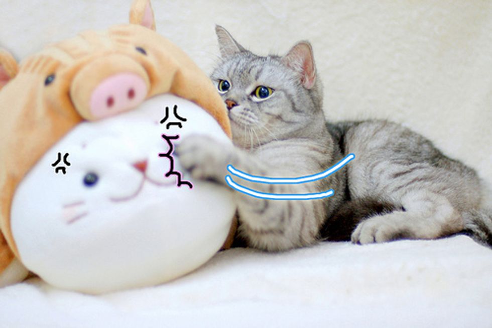 Flik the Stocky Kitty - Love Meow