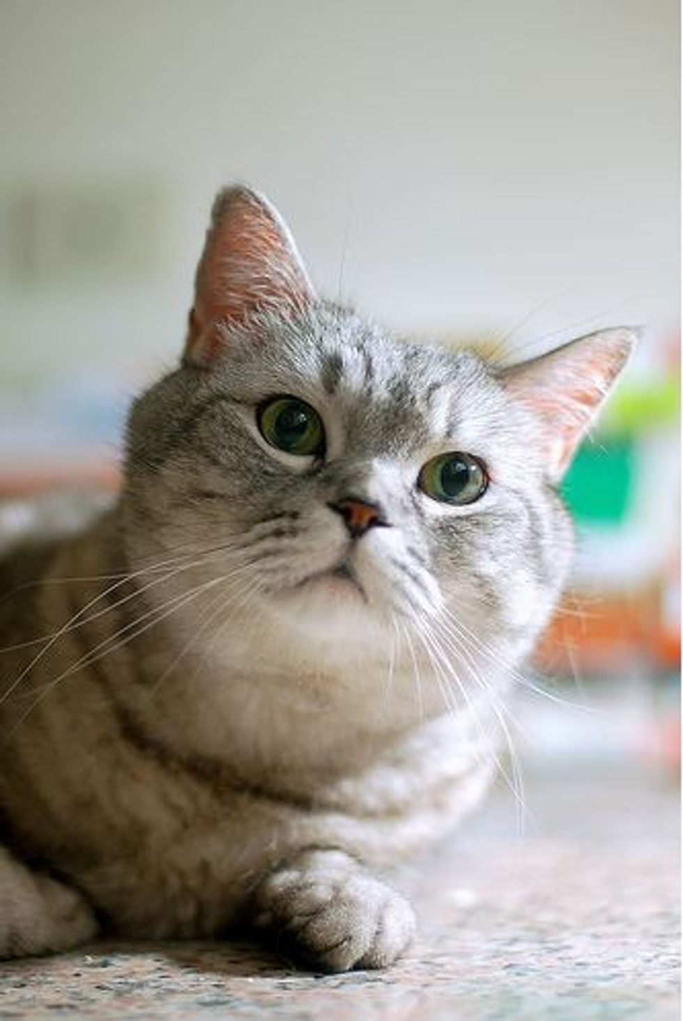 Flik the Stocky Kitty - Love Meow