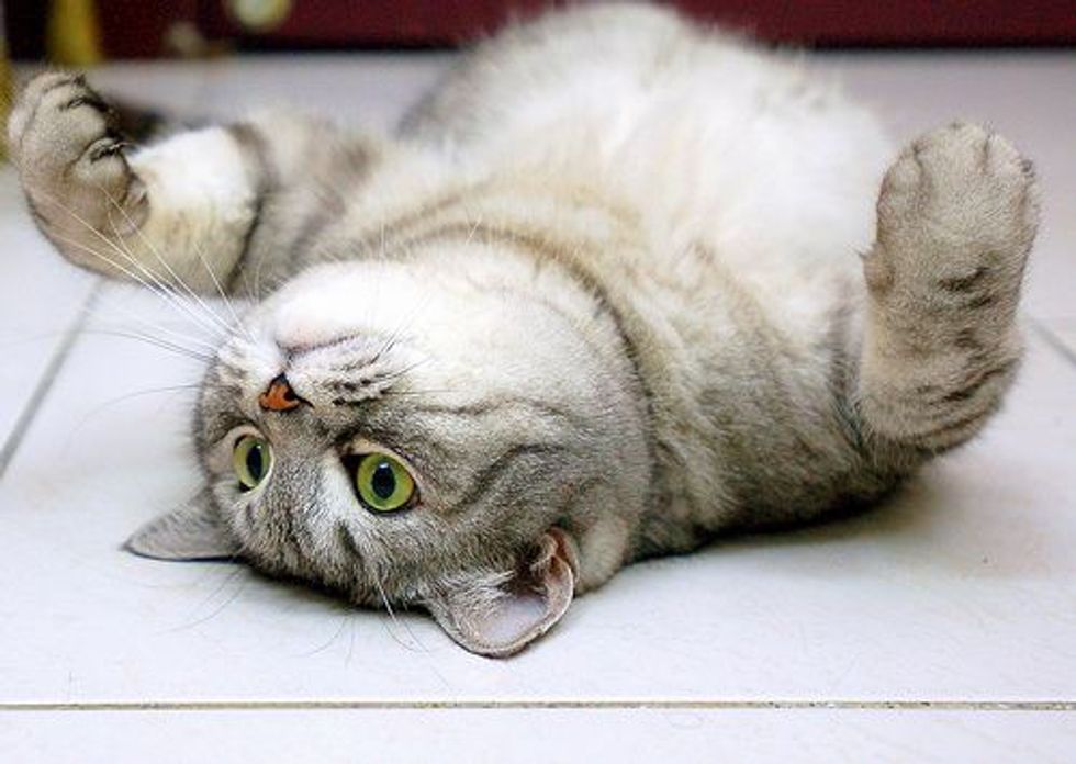 Flik the Stocky Kitty - Love Meow