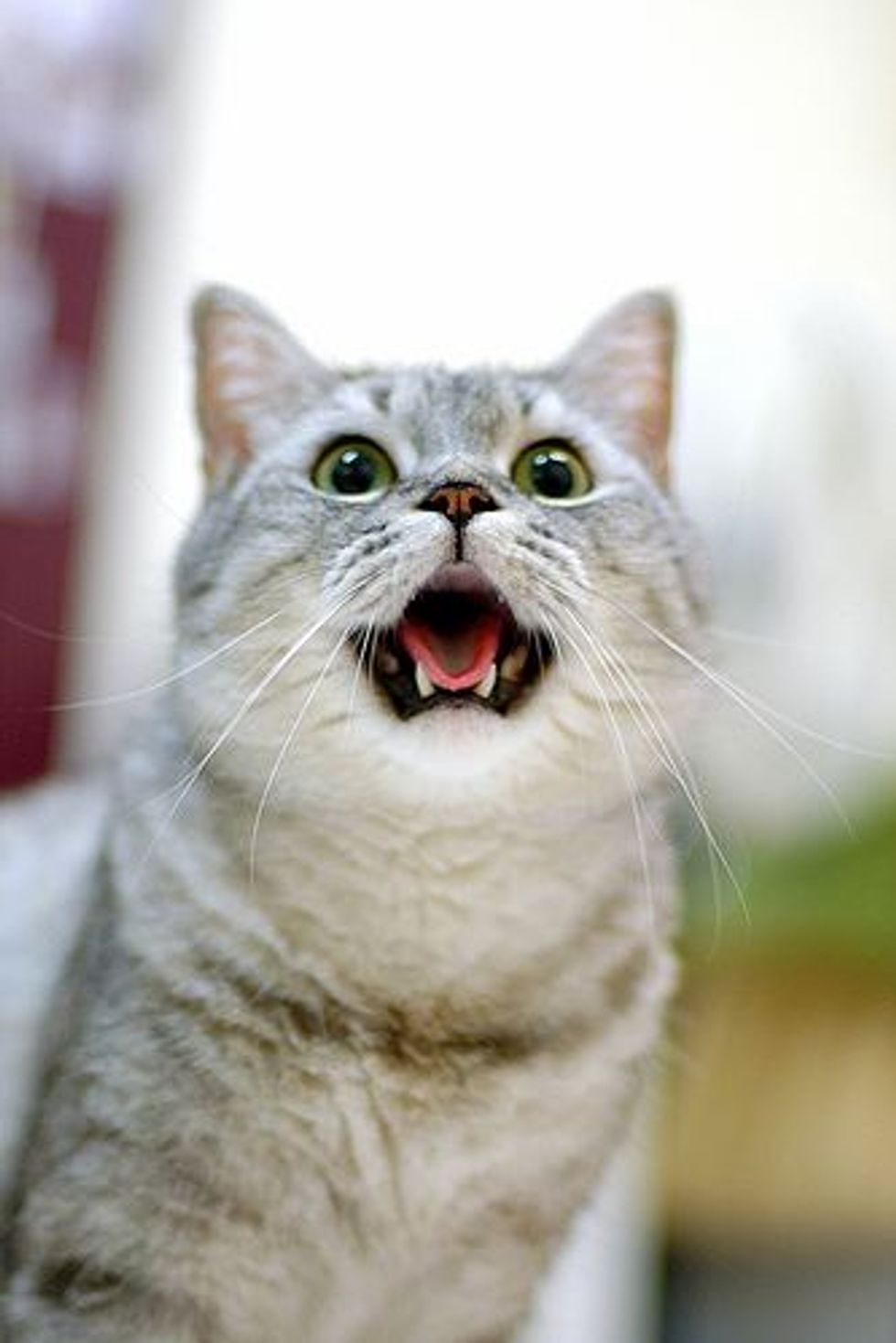 Flik the Stocky Kitty - Love Meow