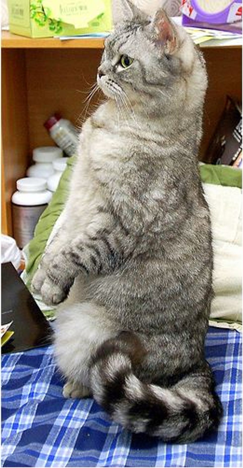 Flik the Stocky Kitty - Love Meow