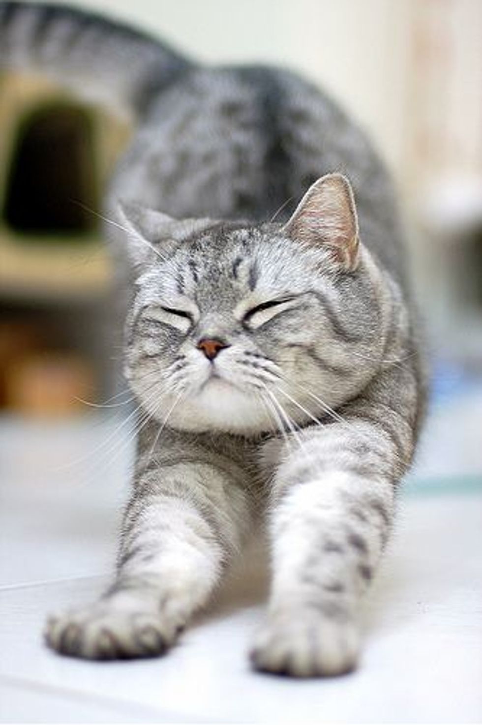 Flik the Stocky Kitty - Love Meow