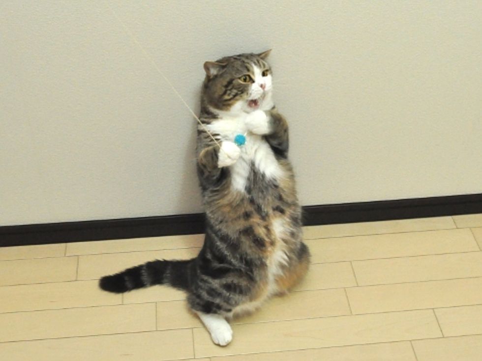 Maru and His New Toy - Love Meow