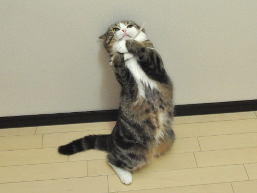 Maru and His New Toy - Love Meow