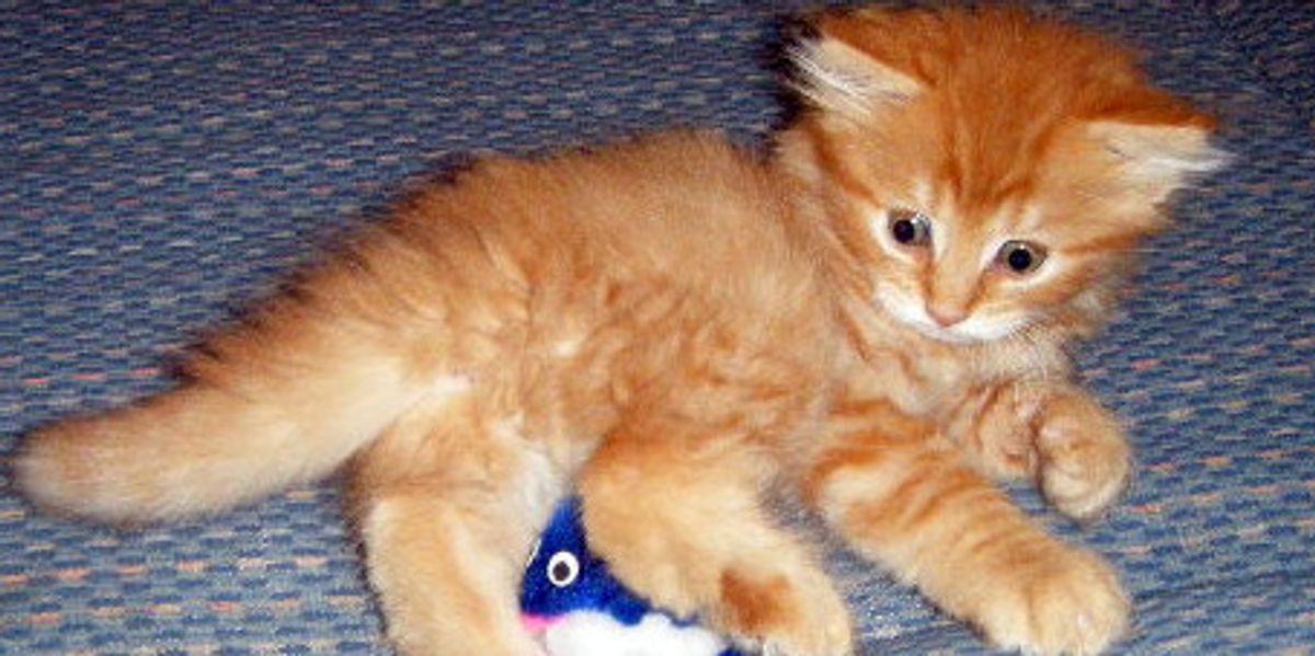 Puffball vs Hand - Love Meow