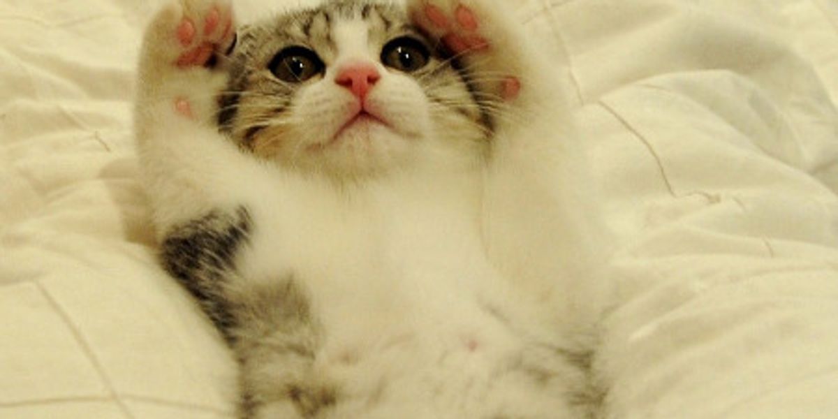 Kitty Salute - Love Meow