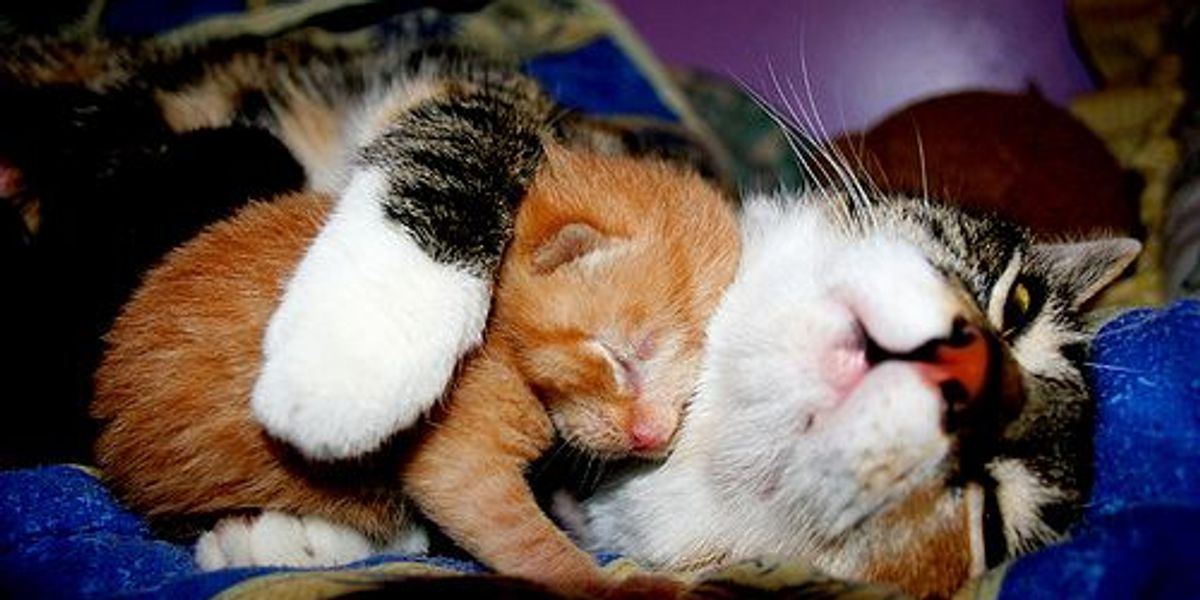 Hugs and Love - Love Meow