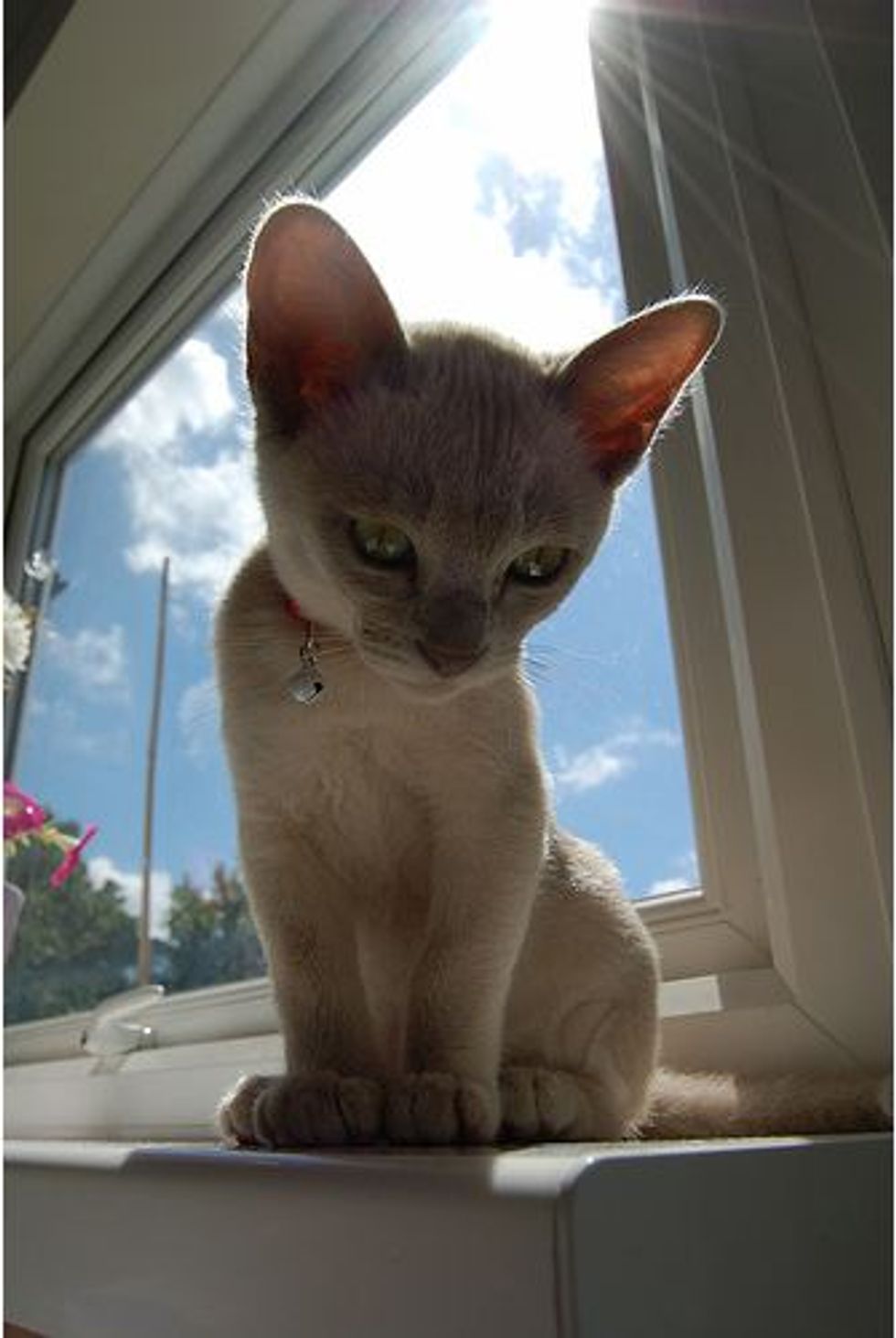 Charlie, A Rascal and Izzy, An Admirer - Love Meow