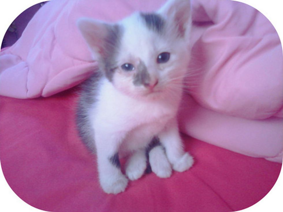 June Cat / Kitten of the Month Results - Love Meow