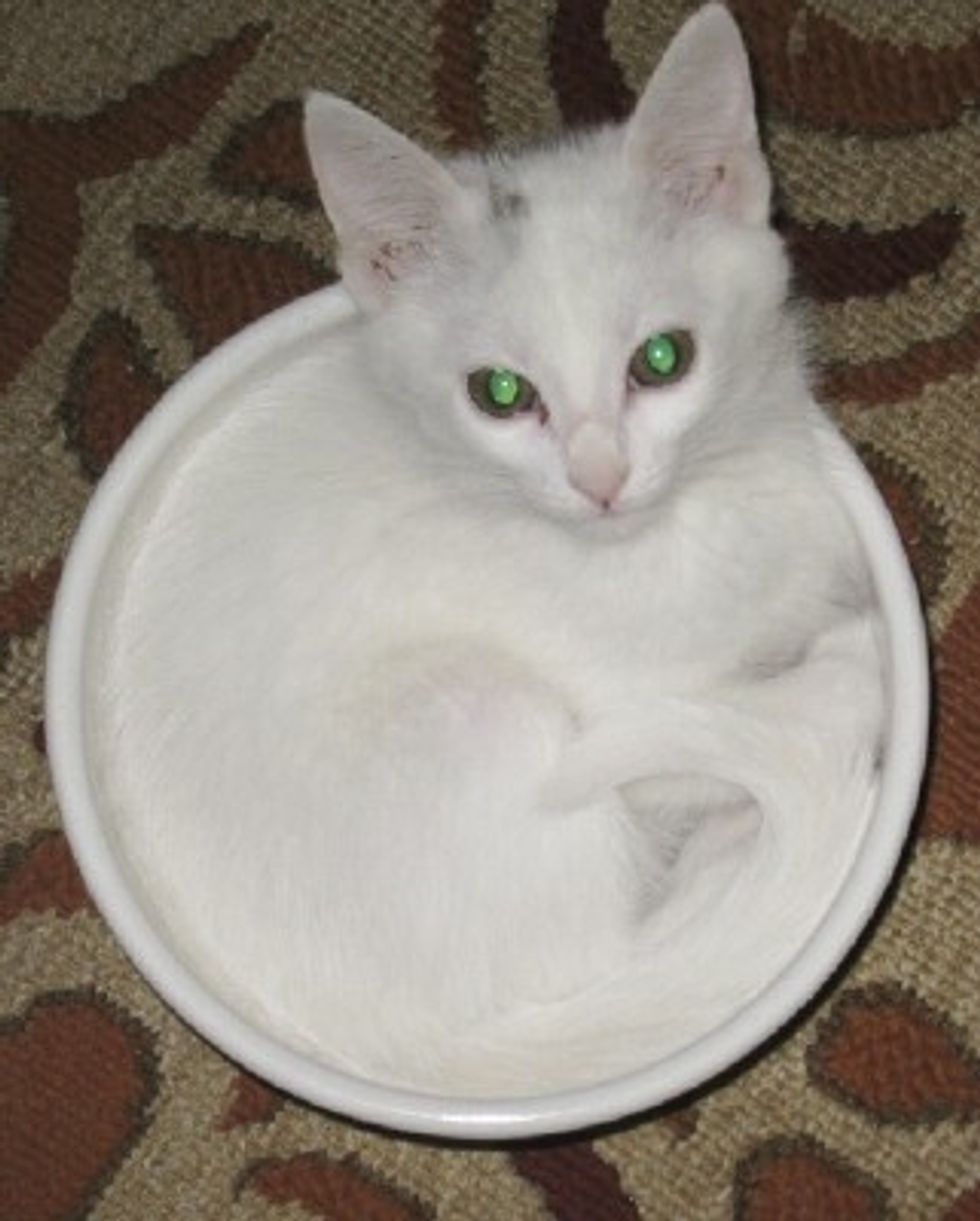 June Cat / Kitten of the Month Results - Love Meow