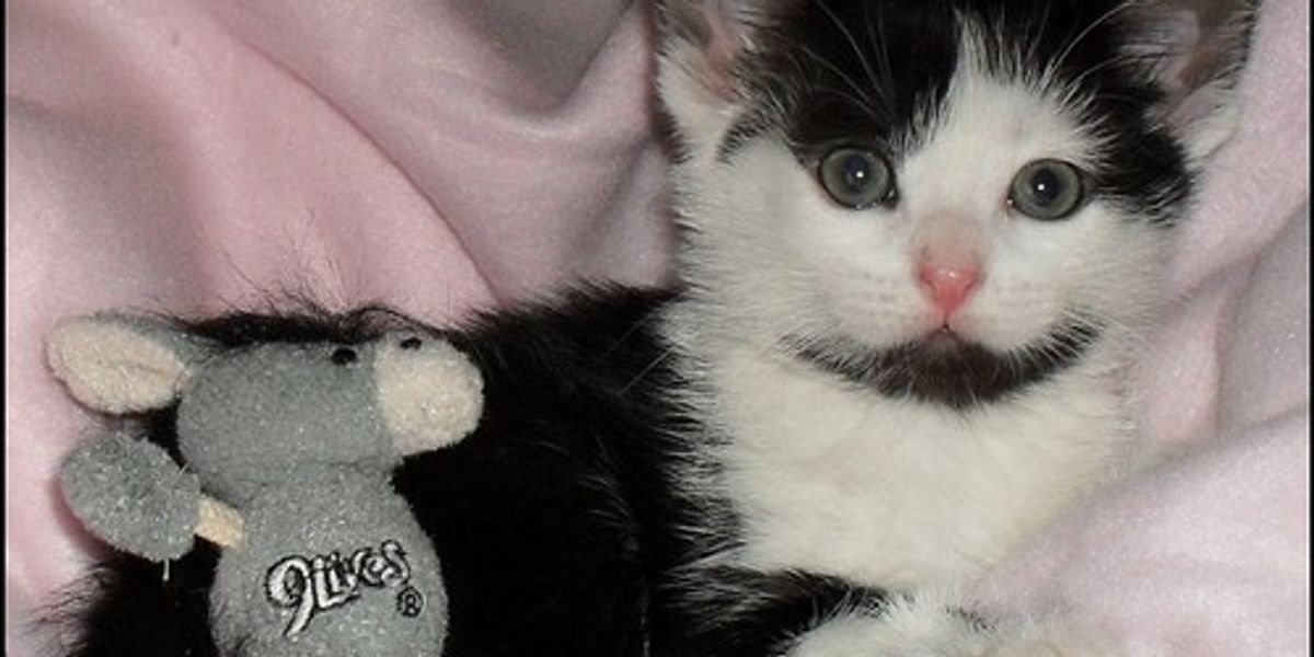 June Cat / Kitten of the Month Results - Love Meow