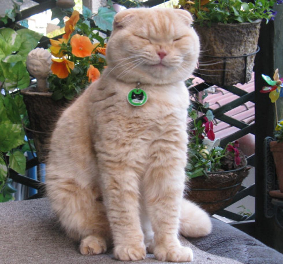 June Cat / Kitten of the Month Results - Love Meow